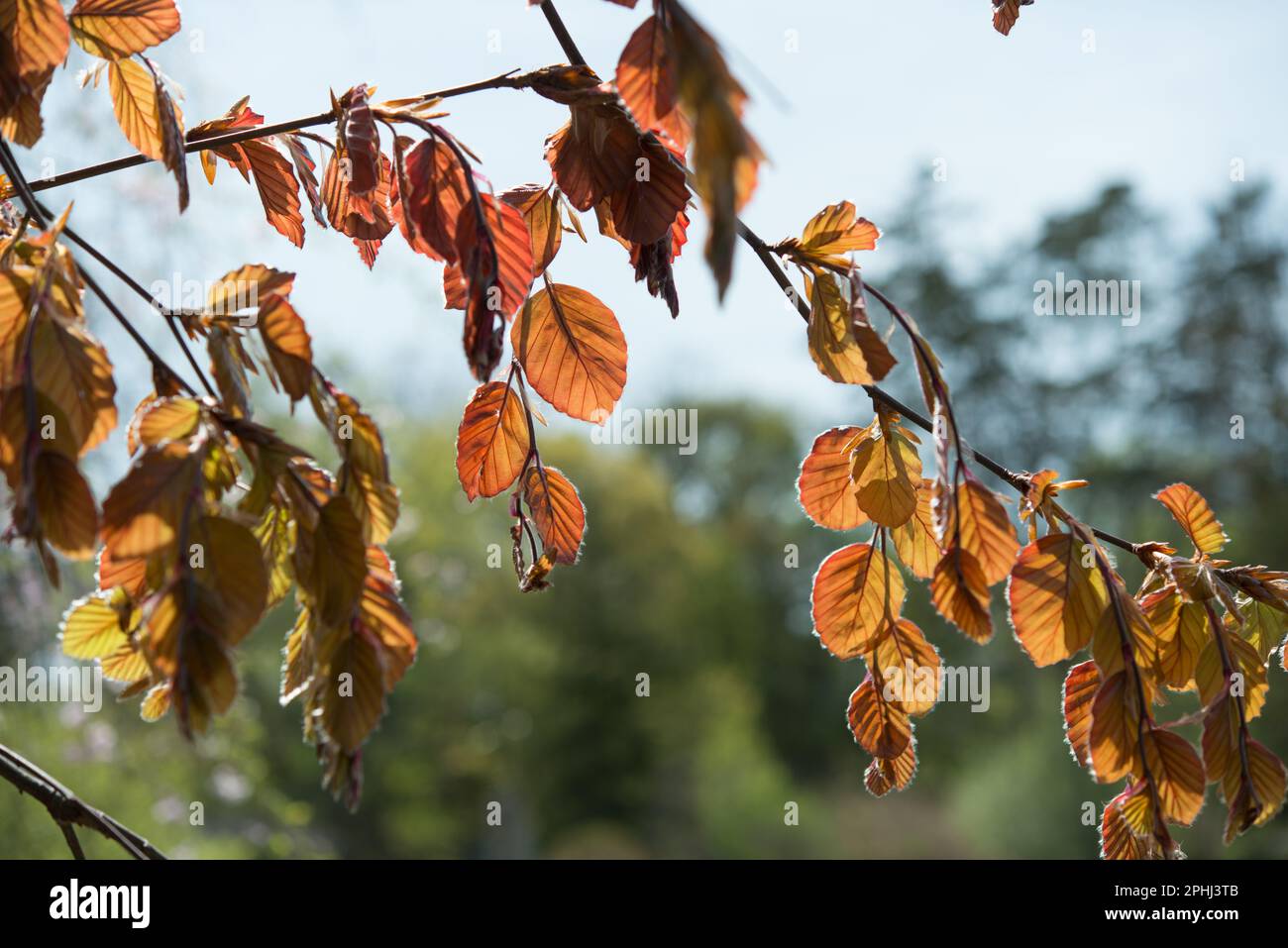 beech tree leaves on a blue sky with out of focus forest scenery Stock ...