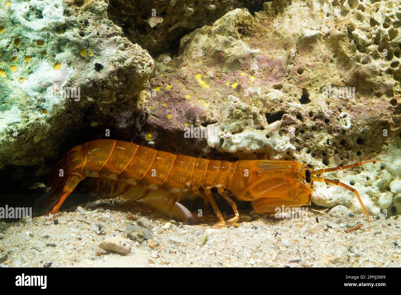 Gambero mantide, Mantis shrimp (Rissoides desmaresti). Mediterraneo ...