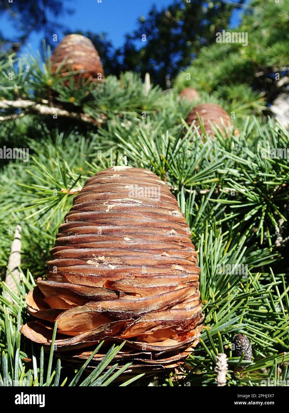 In the deodar cedar (Cedrus deodara) are female barrel shaped cones ...