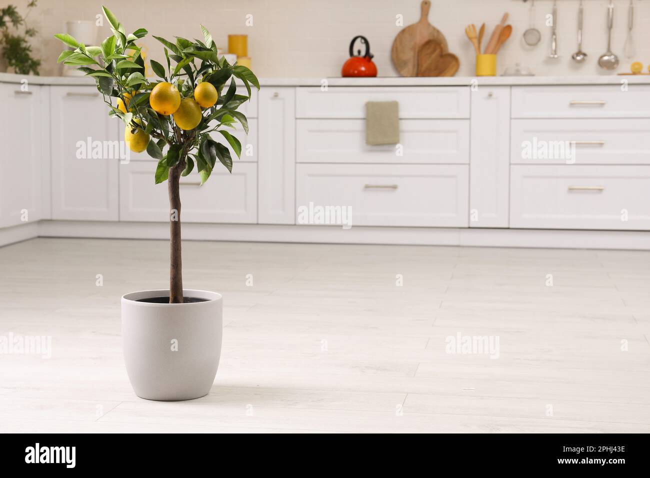 Potted lemon tree with ripe fruits on floor in kitchen. Space for text ...