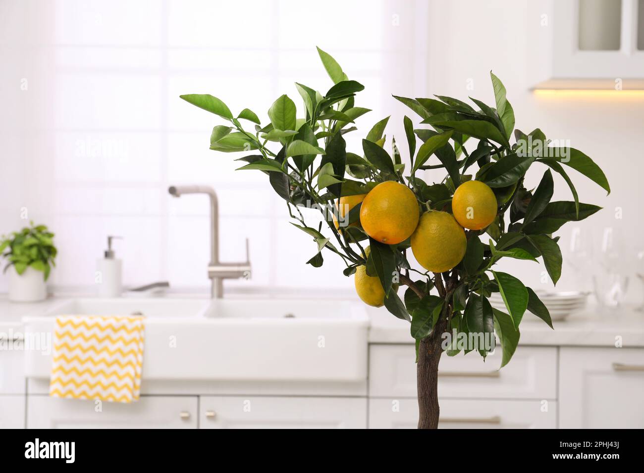 Lemon tree with ripe fruits in kitchen. Space for text Stock Photo - Alamy