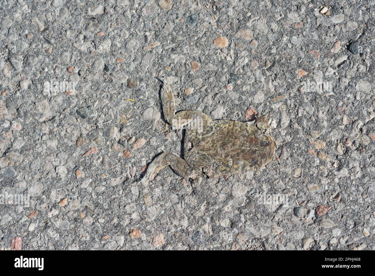 Frog crushed hi-res stock photography and images - Alamy
