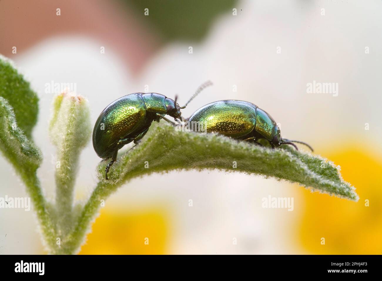 Chrysolina herbacea beetle hi-res stock photography and images - Alamy