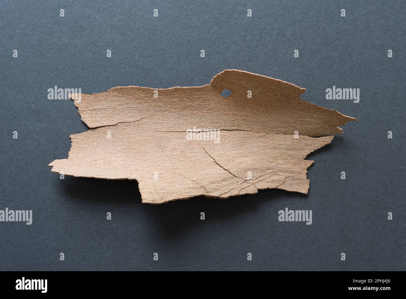 tree bark - London plane - (Platanus x hispanica) - isolated on gray ...