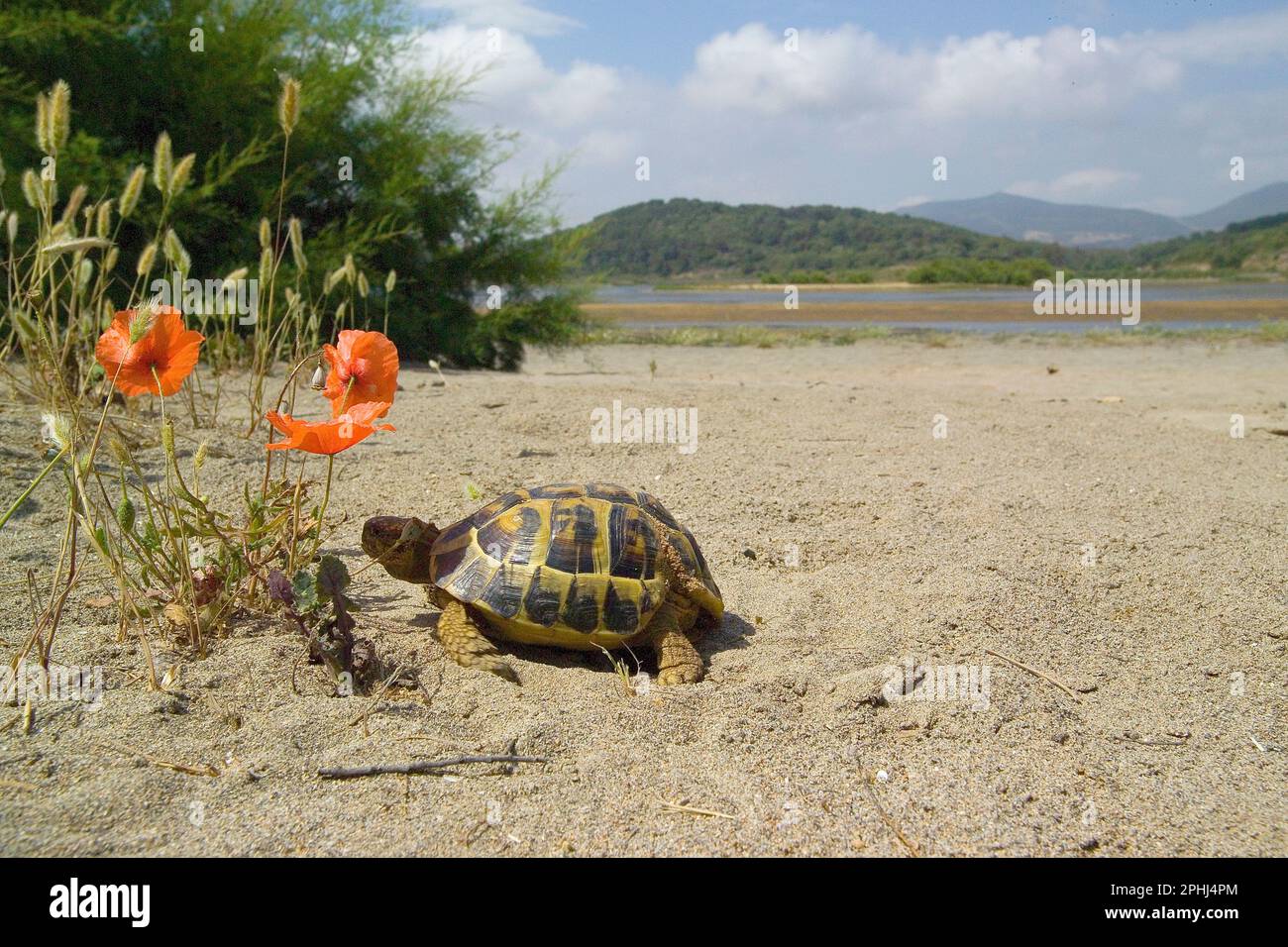 Hermann tortoise Lago di Baratz, Sassari, Alghero (Nurra), Sardegna ...