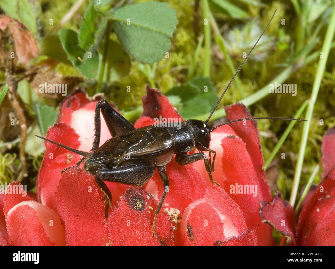 Grillo (Melanogryllus desertus), Sardegna, Italia, Steppe cricket ...