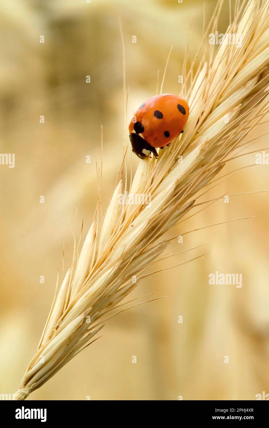 Ladybird or ladybug on corn in summer - close-up view Coccinella ...