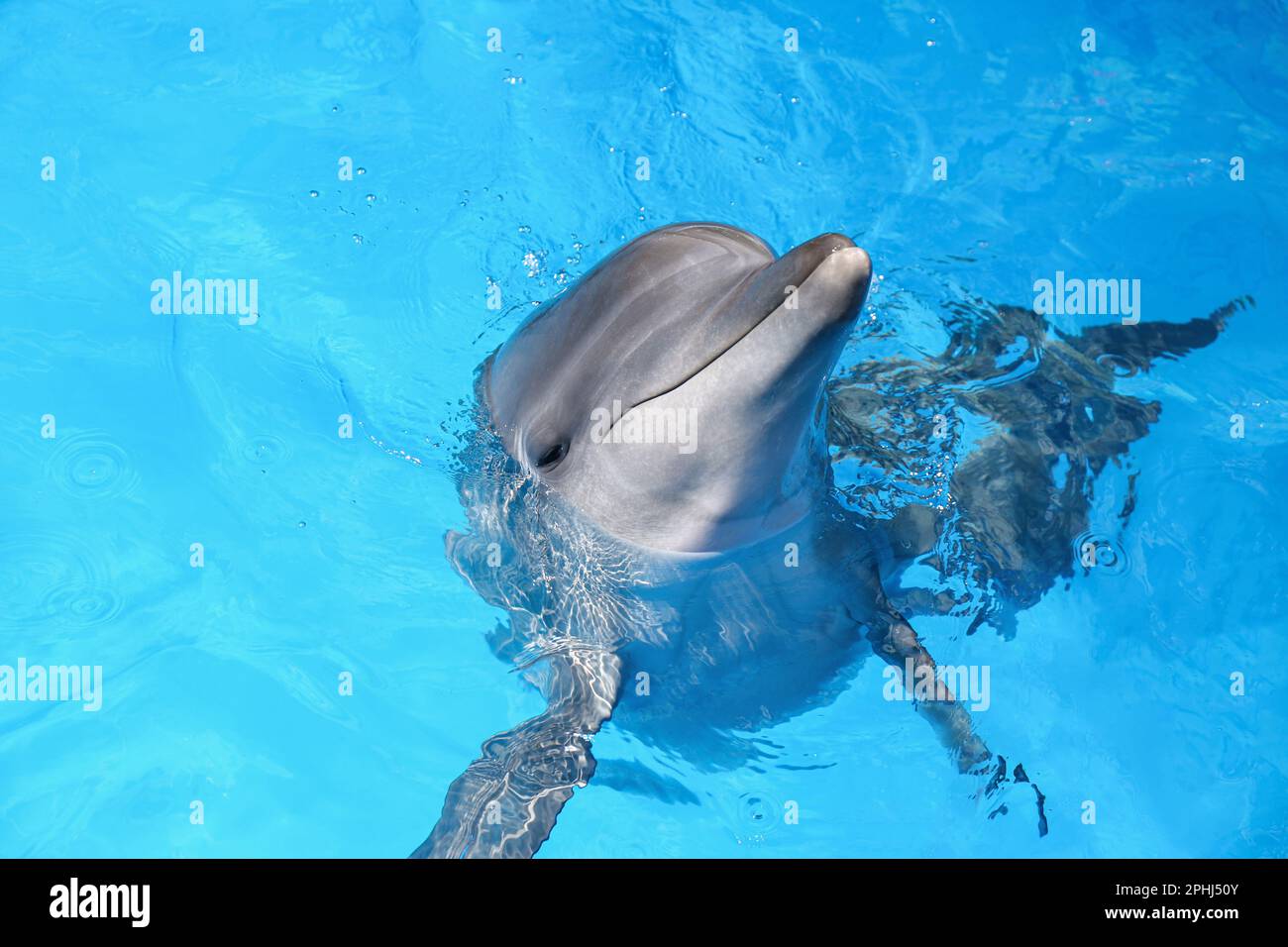 Dolphin swimming in pool at marine mammal park Stock Photo - Alamy
