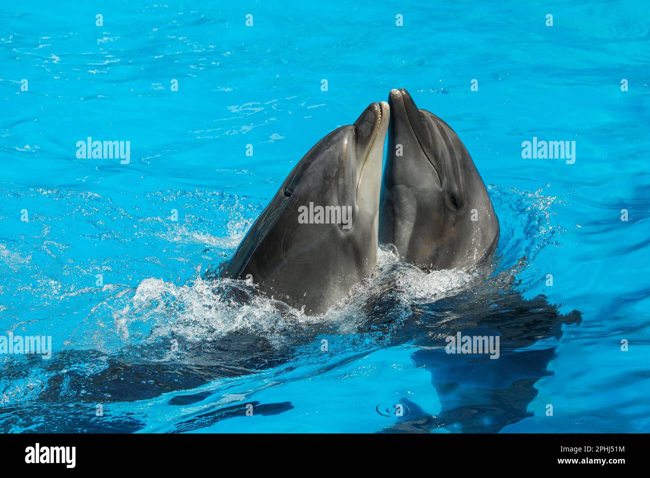 Dolphins swimming in pool at marine mammal park Stock Photo - Alamy