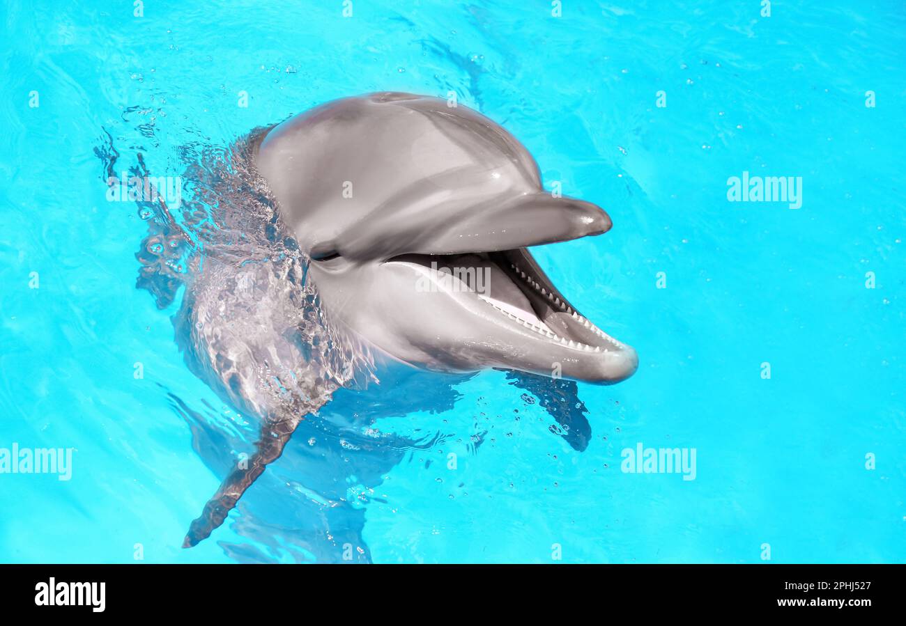 Dolphin swimming in pool at marine mammal park Stock Photo - Alamy