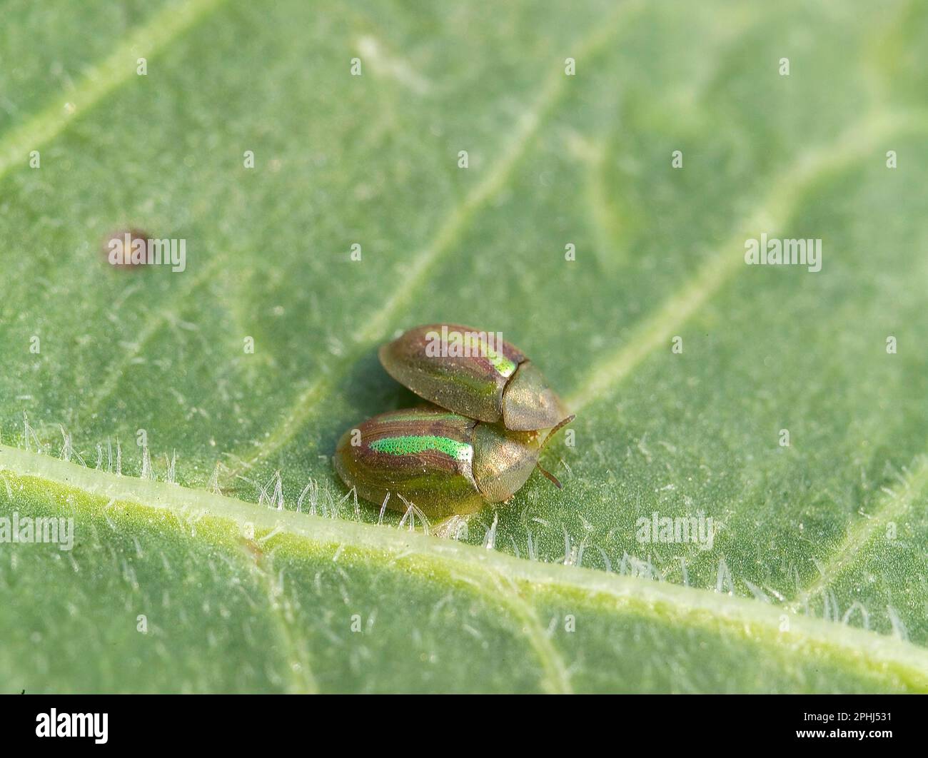 Cassida vittata is a green-coloured beetle from the leaf beetle family ...