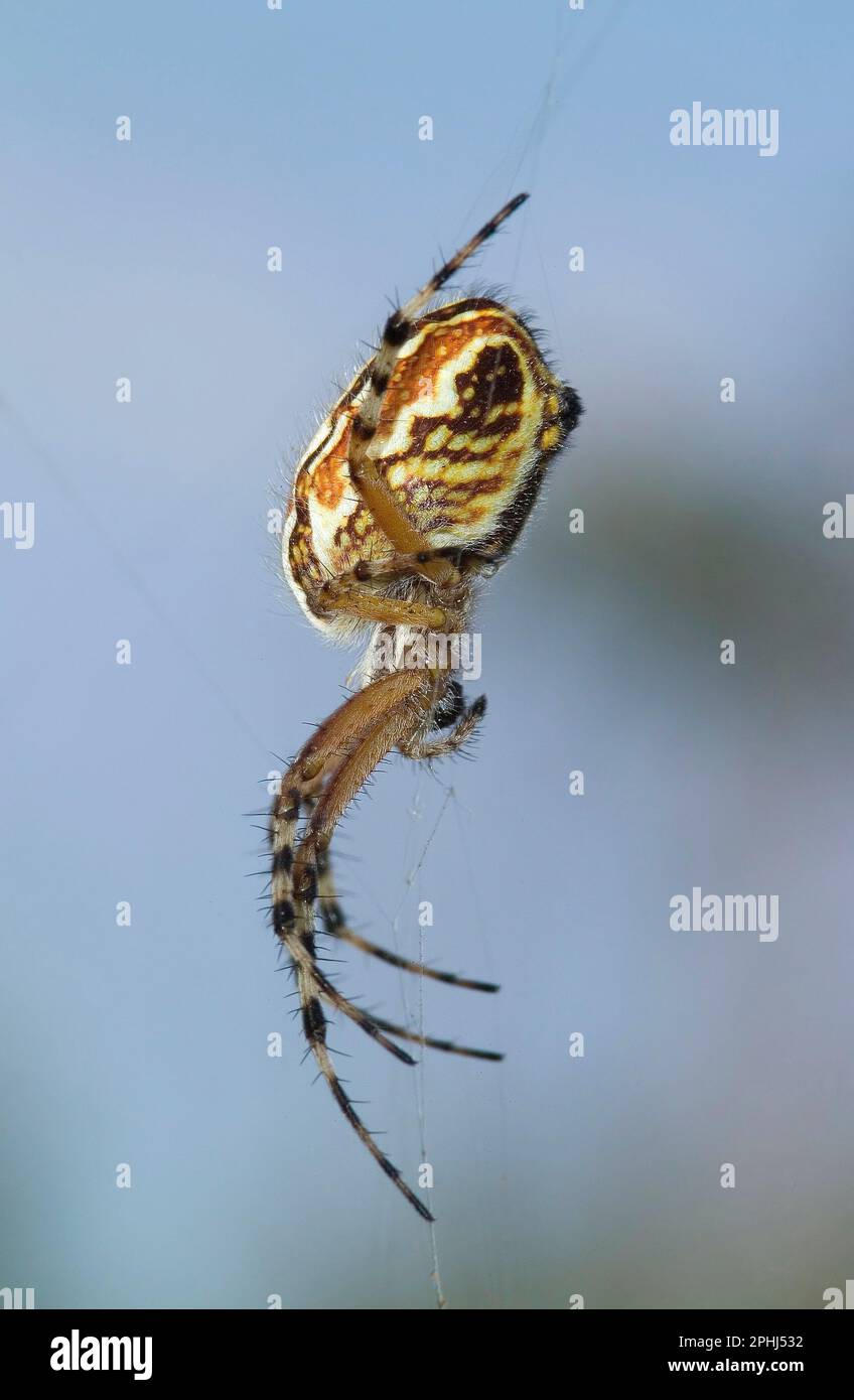 Ragno (neoscona adiantum) Sardegna. Italia Stock Photo - Alamy