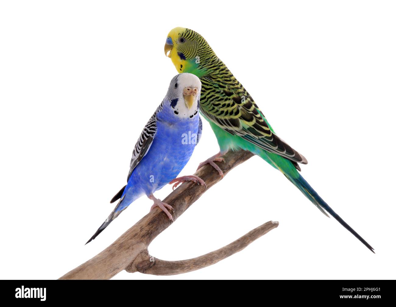Two beautiful parrots perched on branch against white background ...