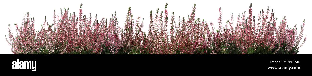 Heathers with beautiful flowers on white background, collage Banner ...