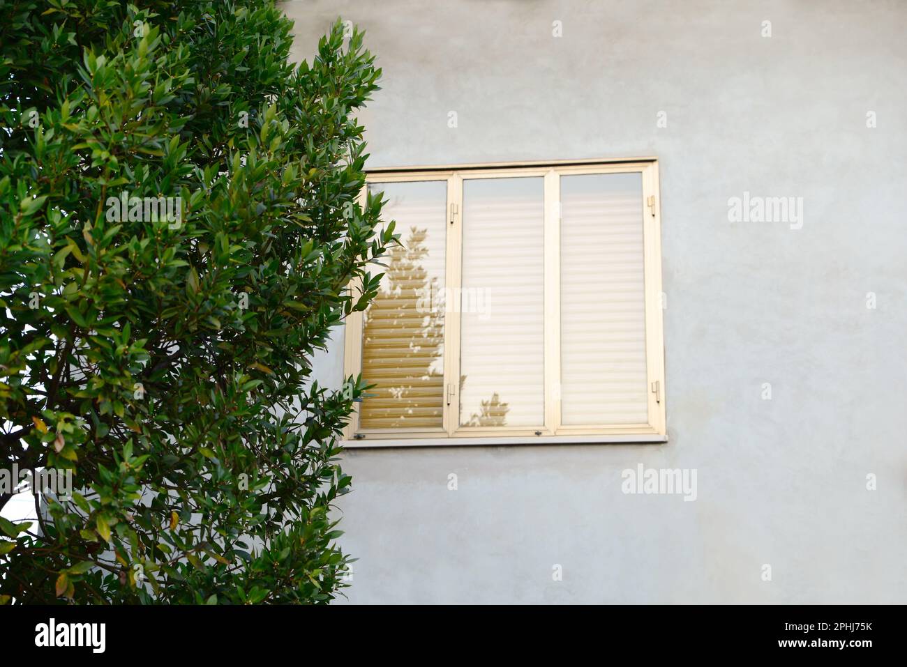 Green tree near house with big window Stock Photo - Alamy