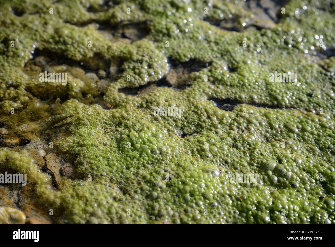 Moss in the water hi-res stock photography and images - Alamy