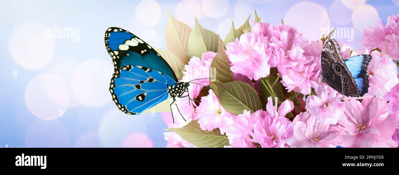 Facebook Covers Flowers And Butterflies