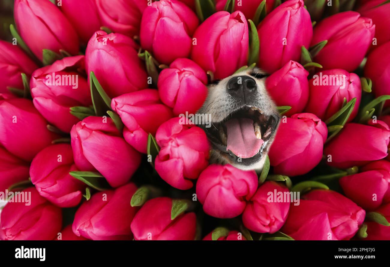 Cute Akita Inu surrounded by beautiful tulips. Spring mood Stock Photo ...