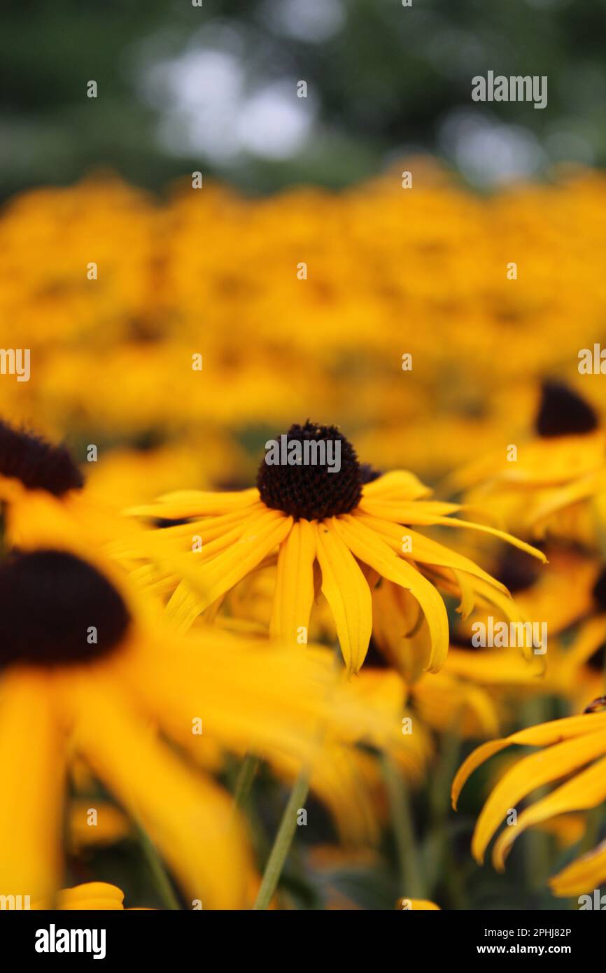 Botanical garden in full bloom Stock Photo - Alamy