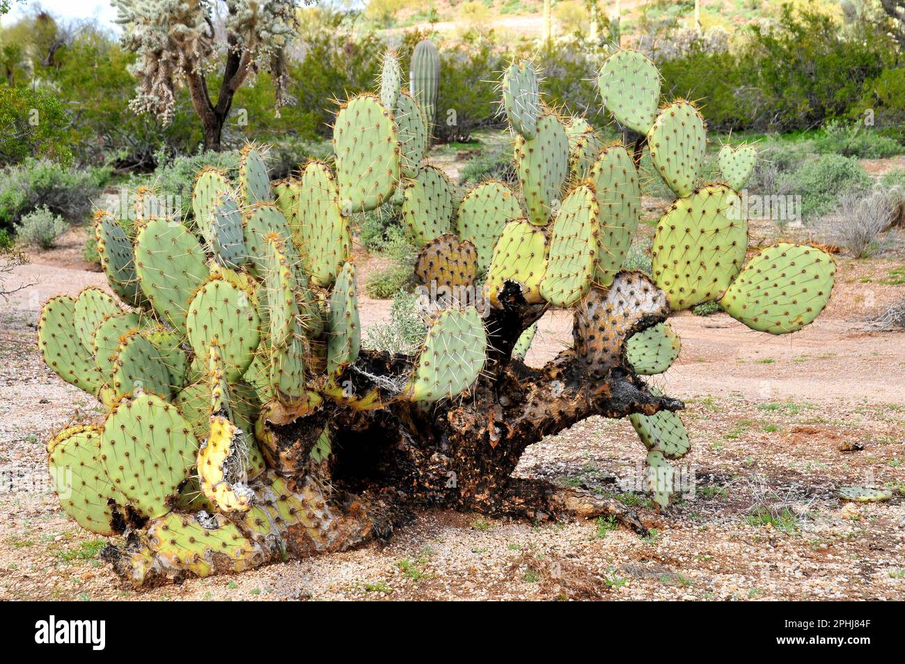 Large and widespread green prickly pear cactus Stock Photo - Alamy