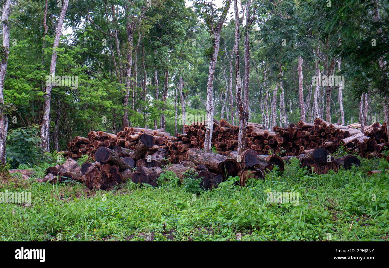 Stack of teak wood in the forest, in Gunung Kidul, Indonesia Stock ...
