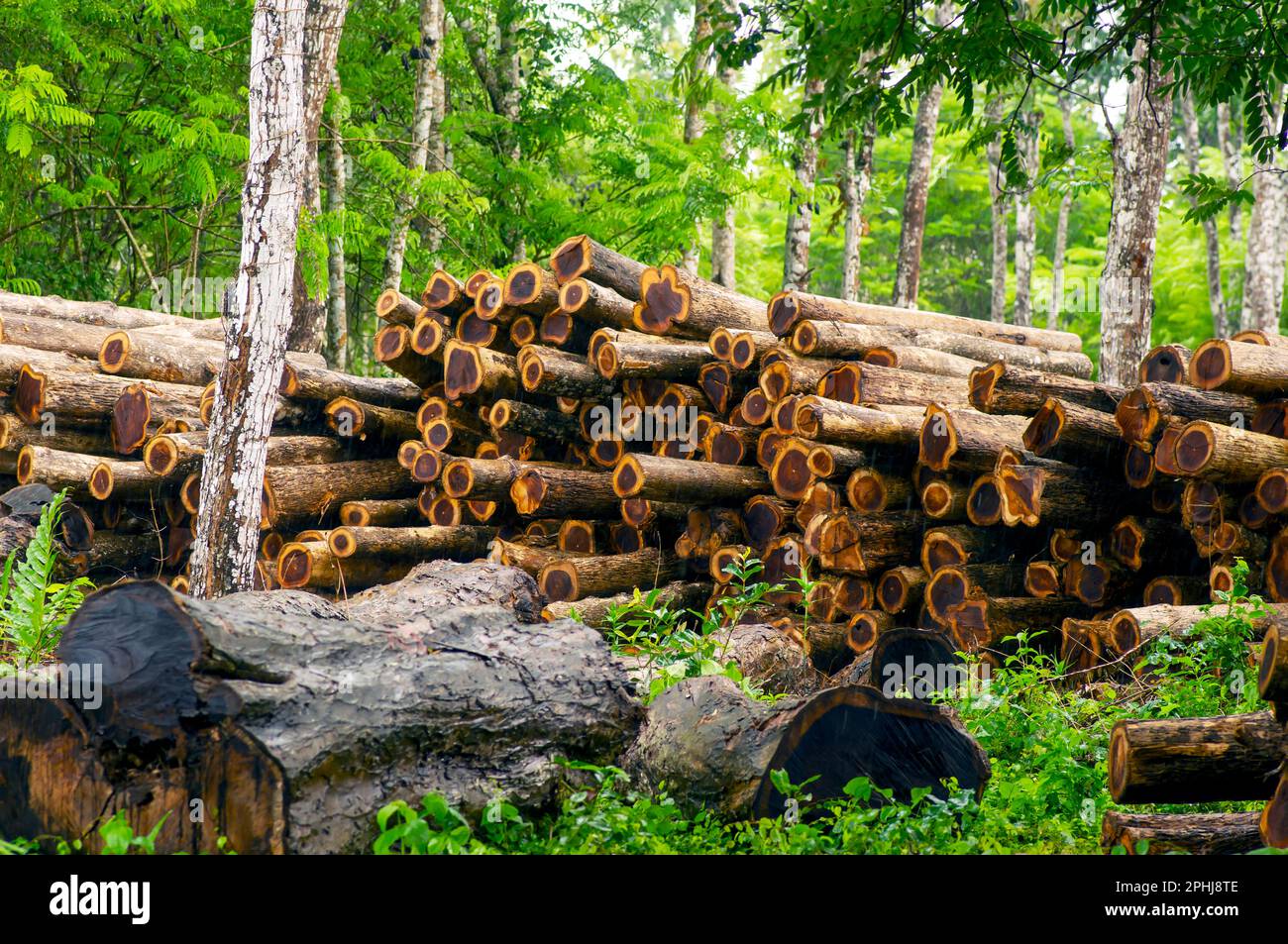 Stack of teak wood in the forest, in Gunung Kidul, Indonesia Stock ...