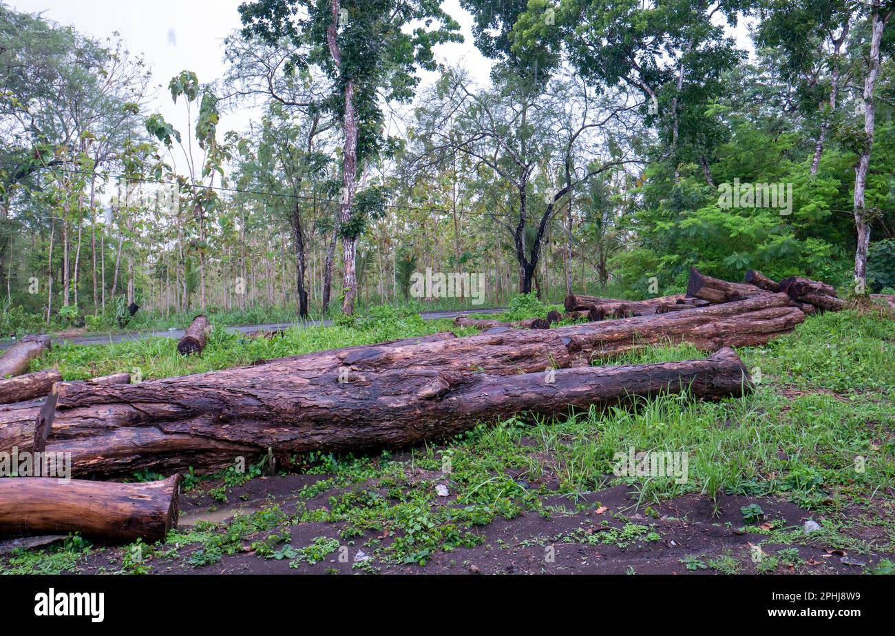Teak wood in the forest, in Gunung Kidul, Indonesia Stock Photo - Alamy