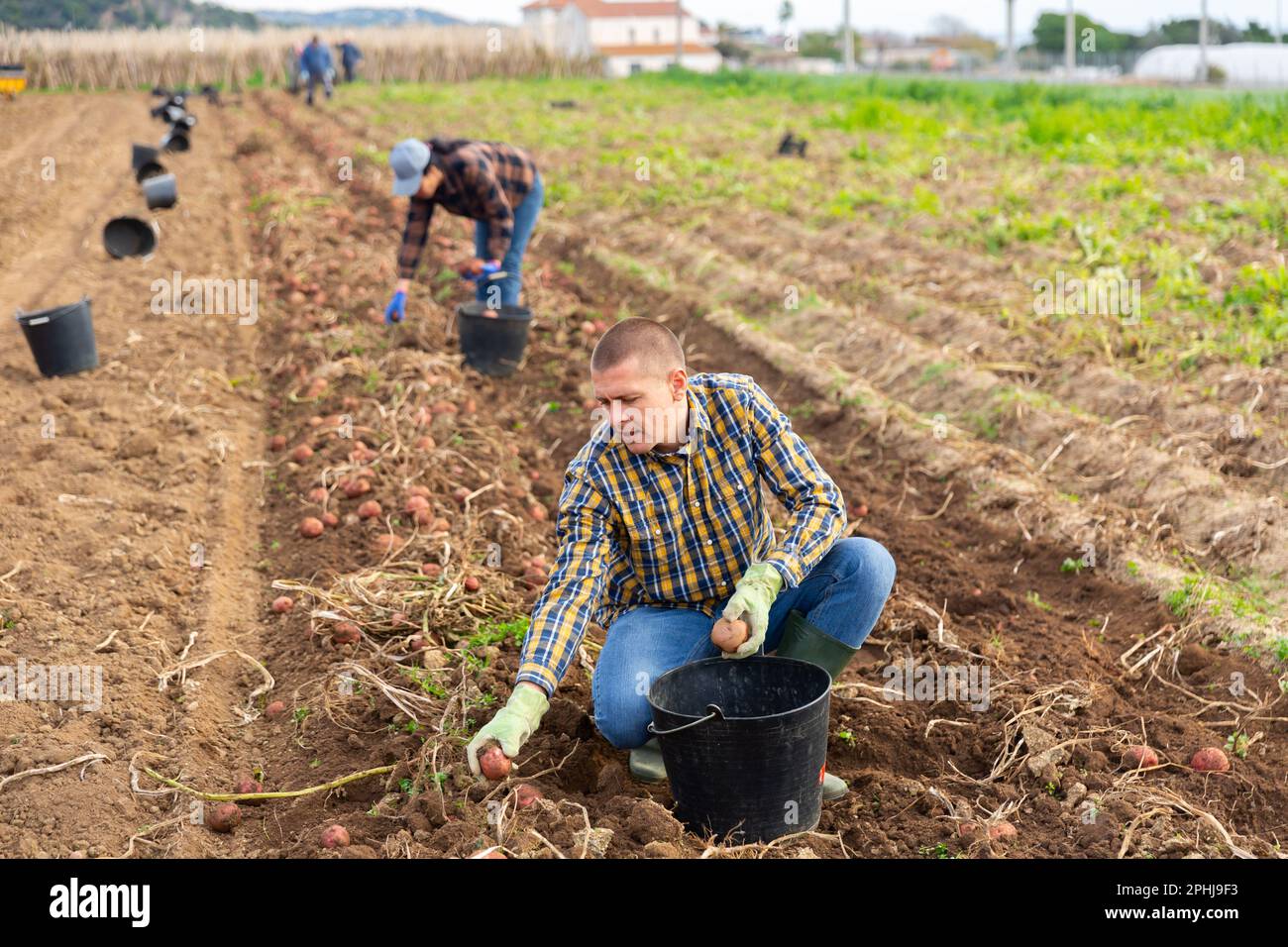 Man farmer while harvesting of potatoes on farmer field Stock Photo - Alamy