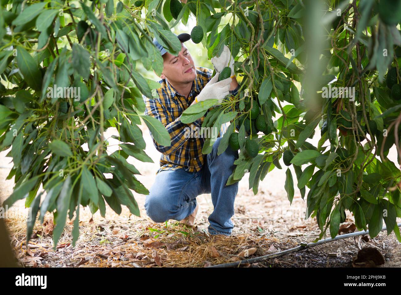 Focused European male picking ripe organic avocados in plastic ...