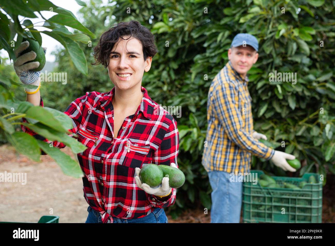 Smiling farmers picking avocados in fruit farm Stock Photo - Alamy