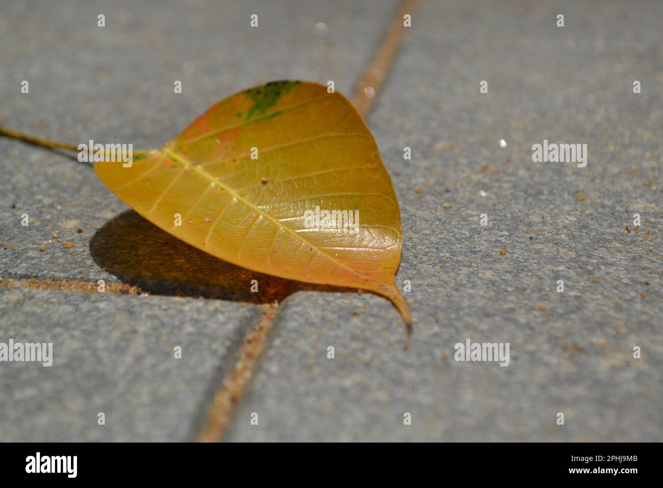 Bo leaf (Sacred Fig Stock Photo - Alamy