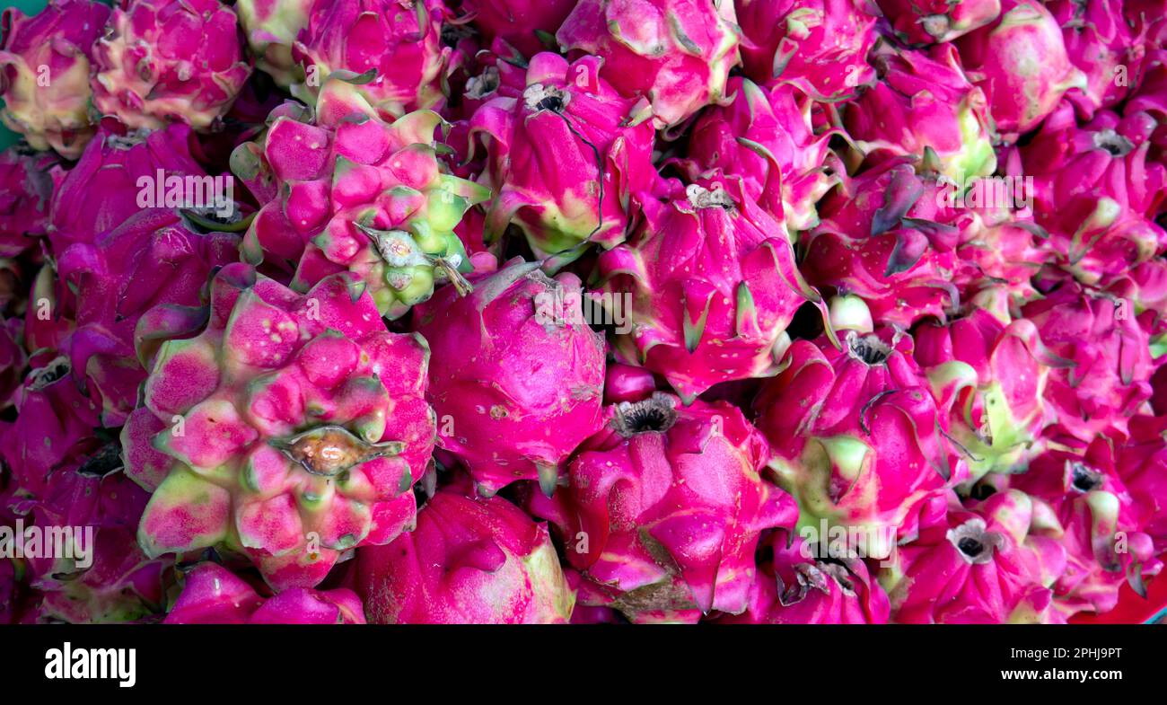 Red Pitaya fruits, dragon fruit, the fruit of several different cactus ...