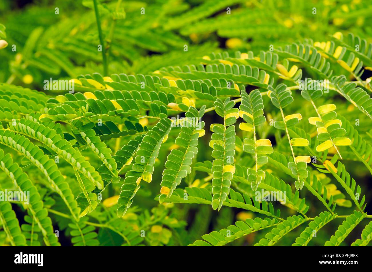 Paraserianthes falcataria hi-res stock photography and images - Alamy