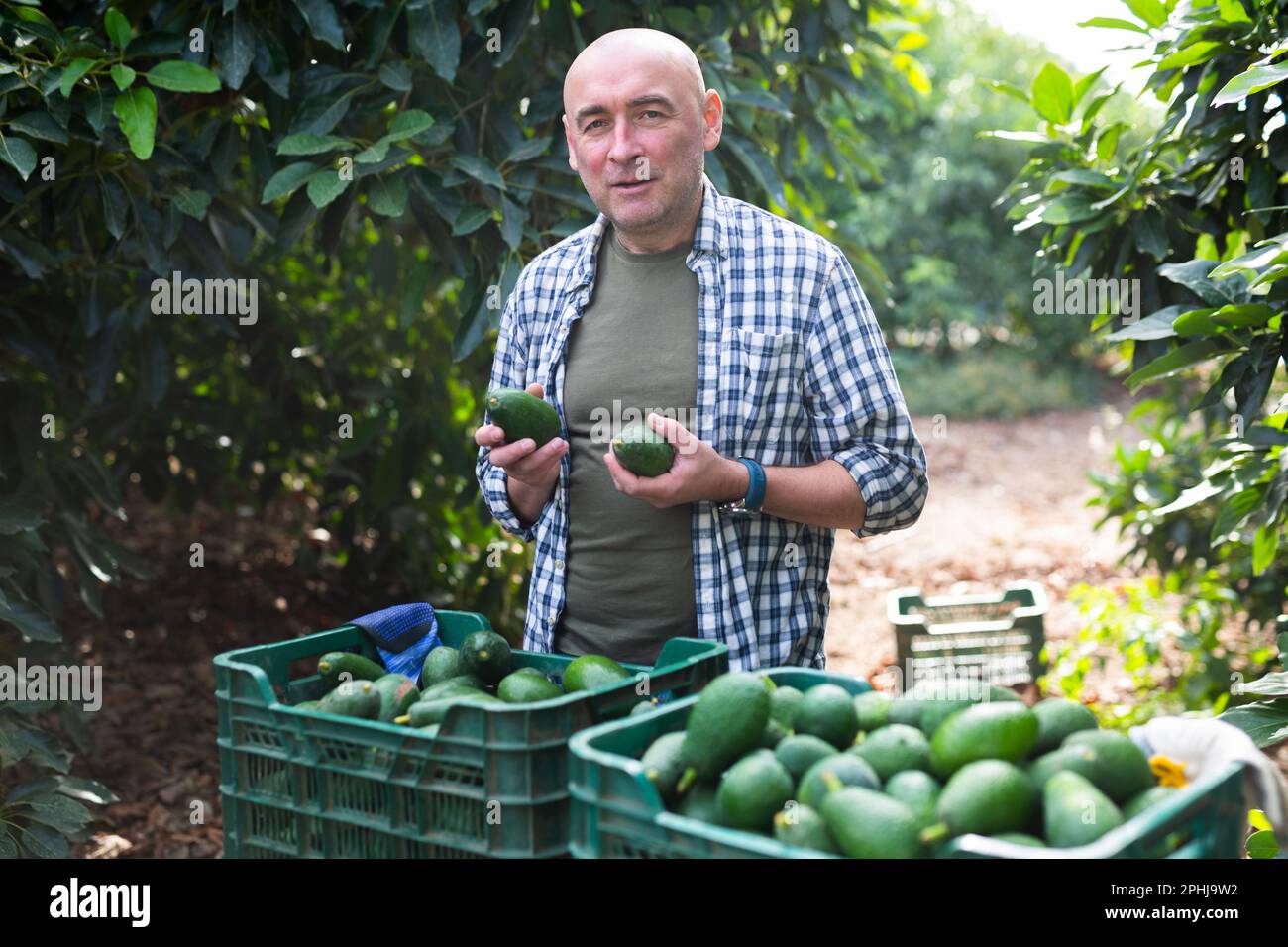 Smiling gardener man with full avocado box Stock Photo - Alamy