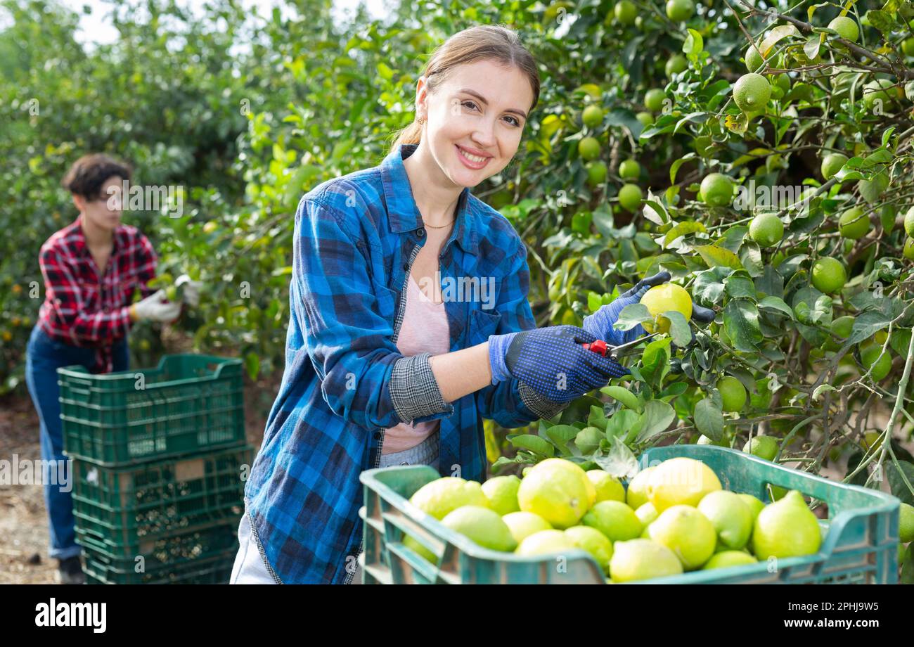 Female farm workers picking ripe lemons in garden Stock Photo - Alamy