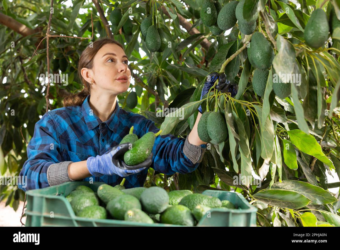 Positive farmer woman picking avocados in garden Stock Photo - Alamy