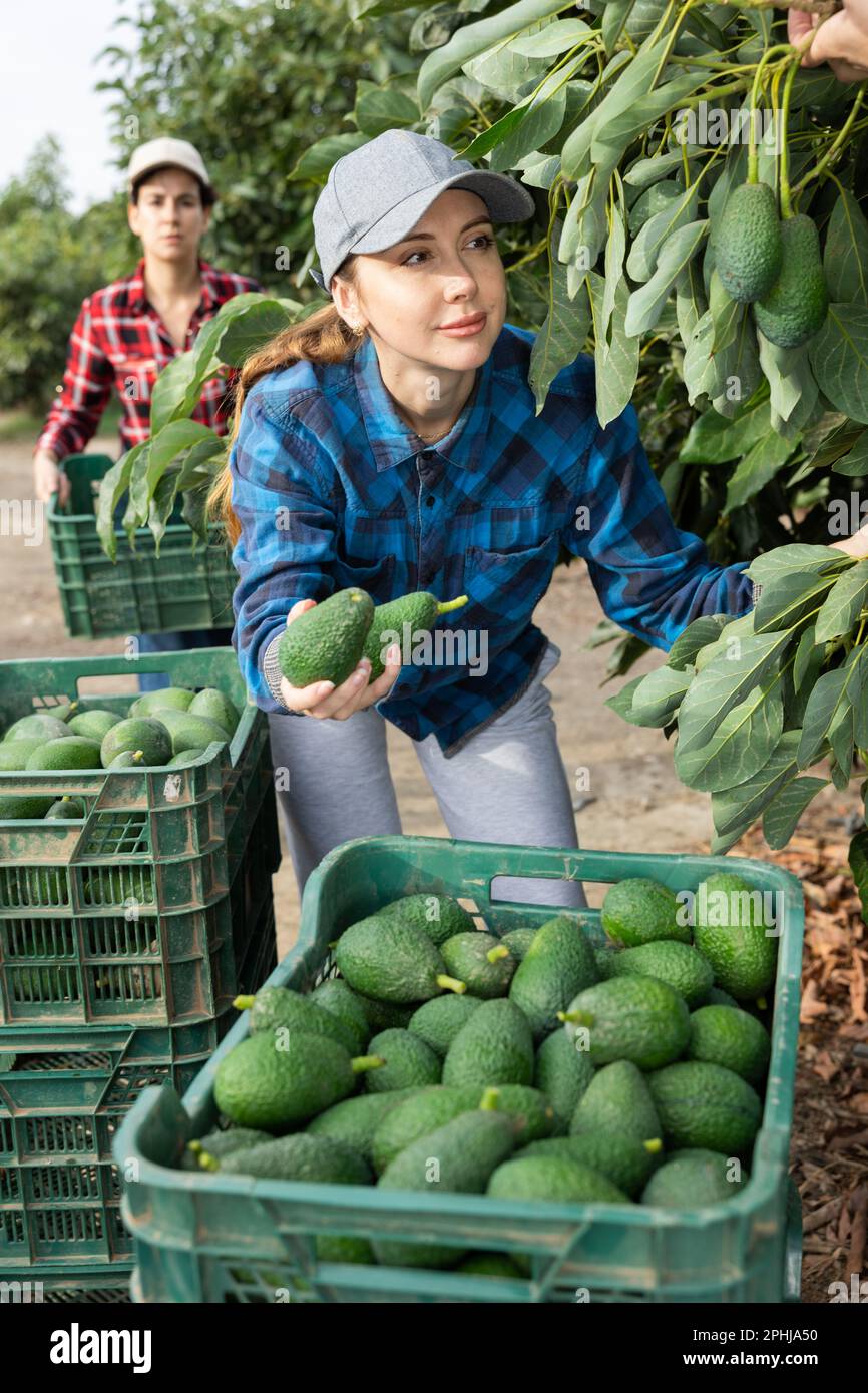 Focused European female picking ripe organic avocados in plastic ...