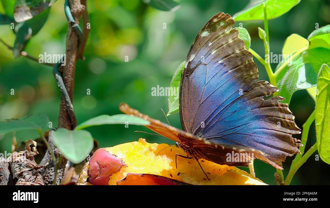 Butterfly opening wings hi-res stock photography and images - Alamy