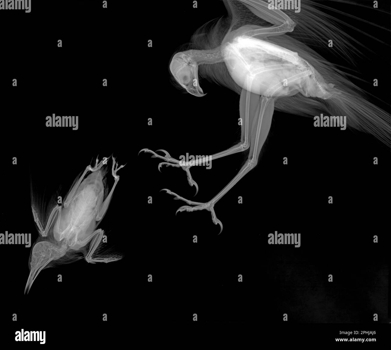 Sparrowhawk hunting starling, X-ray Stock Photo - Alamy
