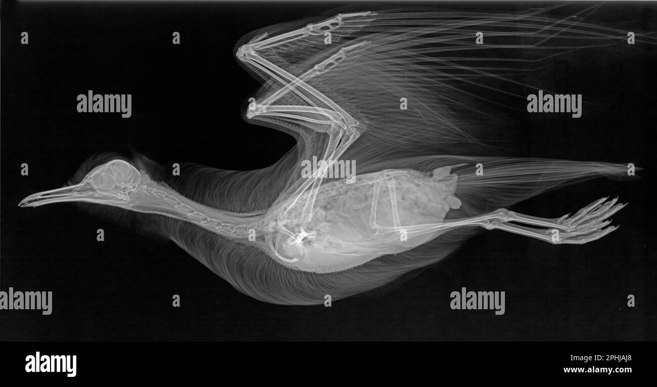 Mediterranean gull in flight, X-ray Stock Photo - Alamy