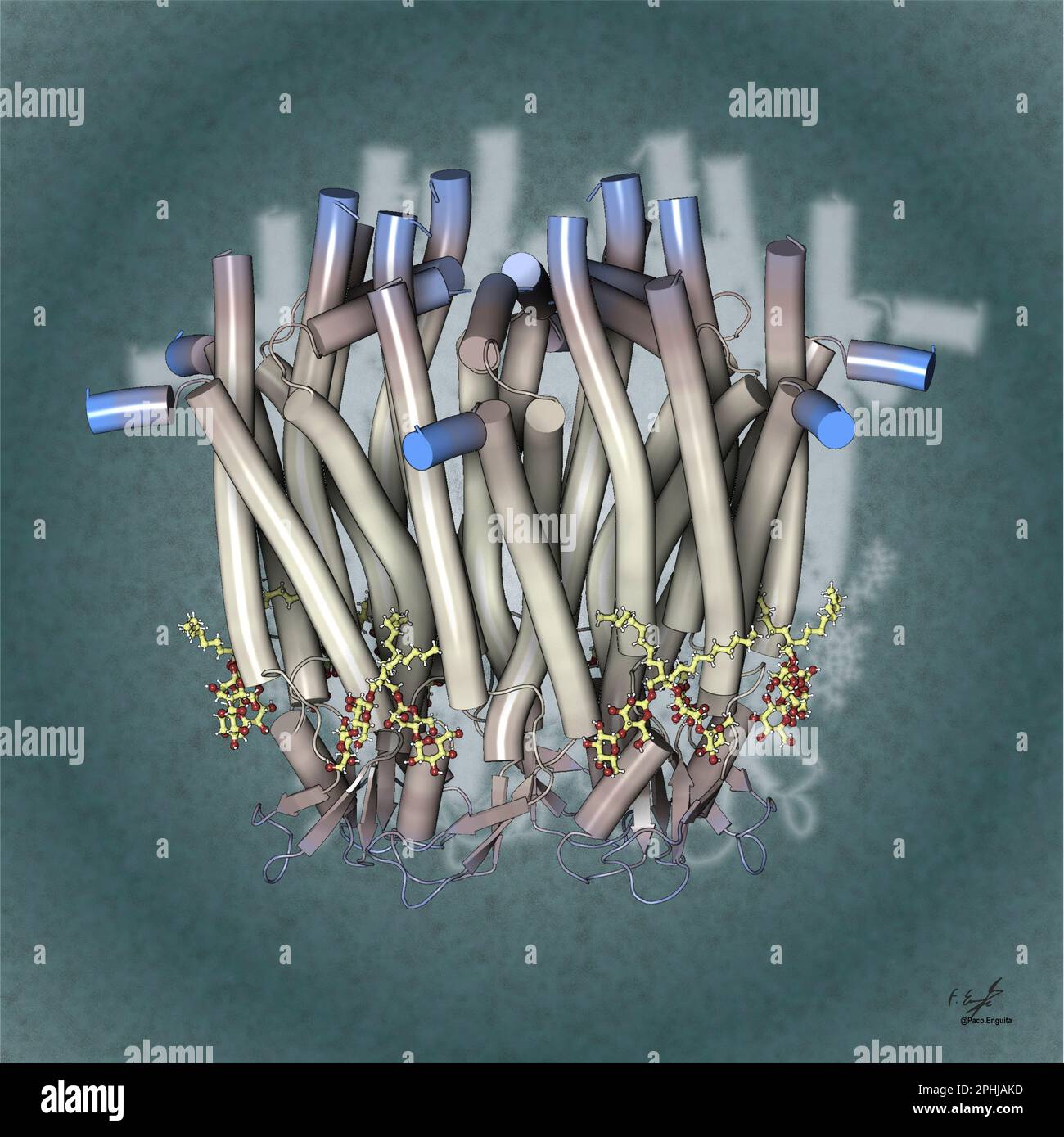 Human connexin 31.3 hemichannel, illustration Stock Photo - Alamy