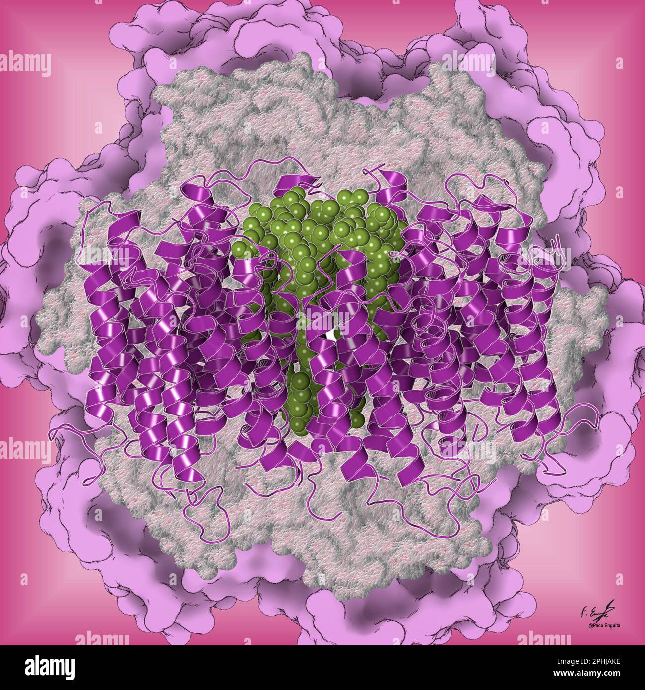 Urea channel, illustration Stock Photo - Alamy