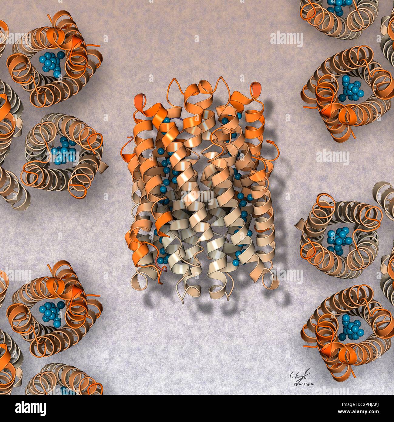 Copper storage proteins, illustration Stock Photo - Alamy