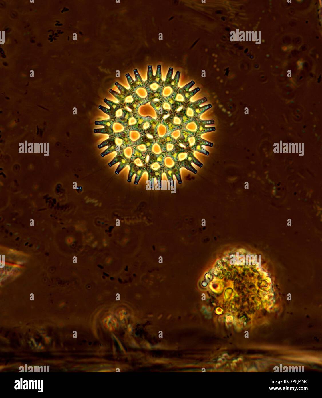 Pediastrum green algae, light micrograph Stock Photo - Alamy