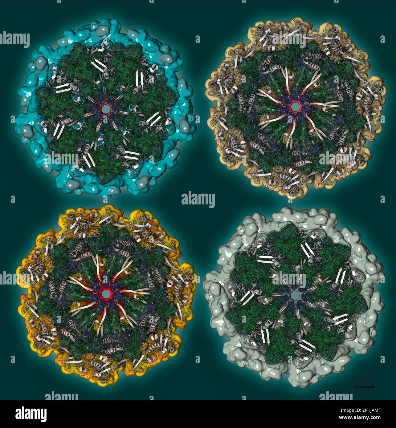 Bacterial pilus secretin proteins, illustration Stock Photo - Alamy