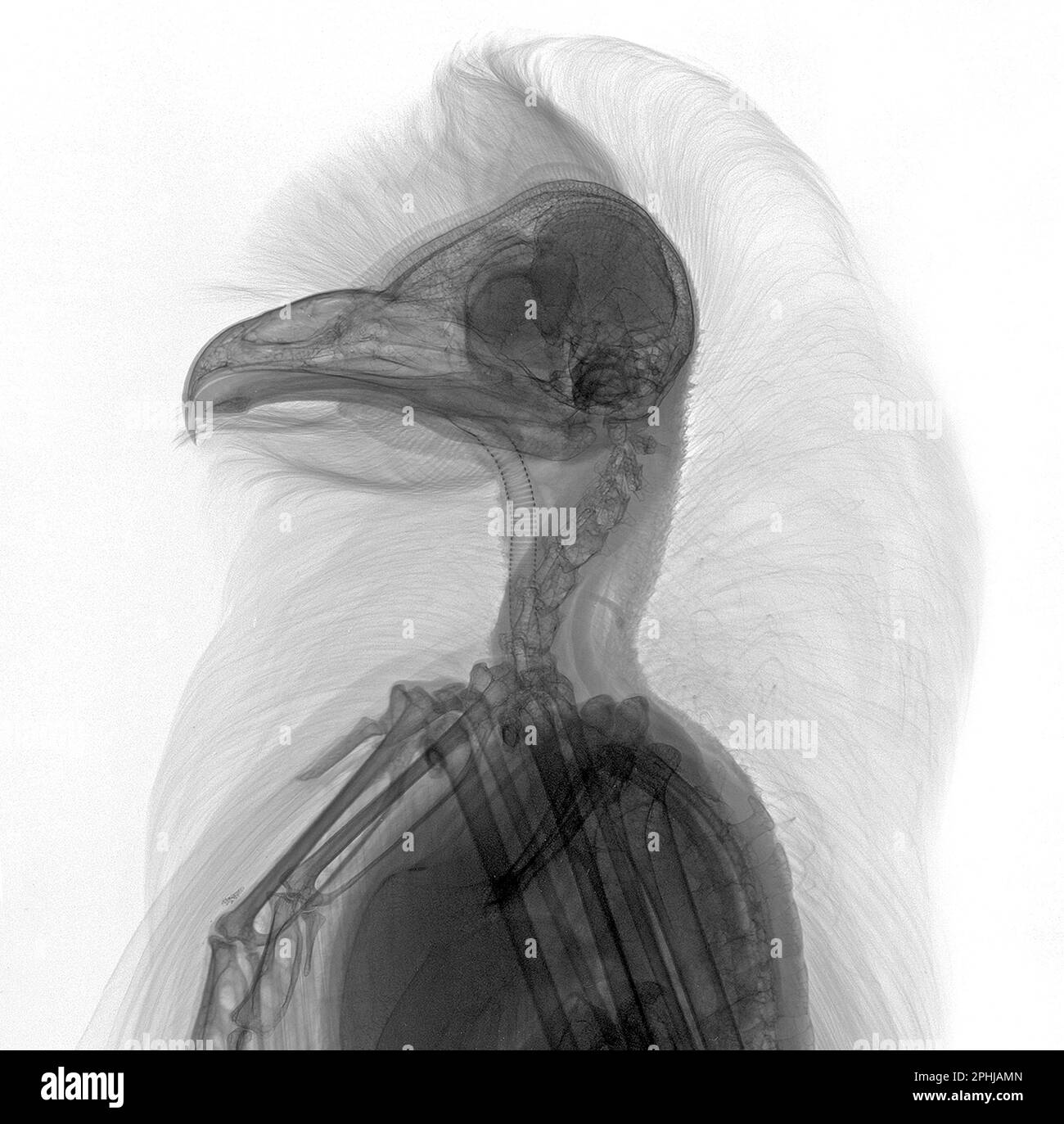 Barn owl, X-ray Stock Photo - Alamy