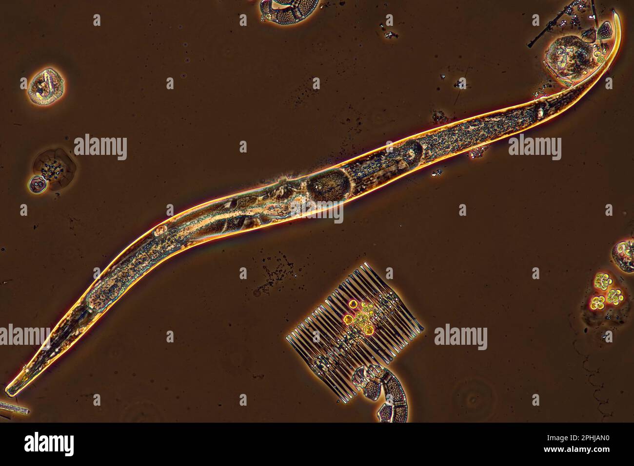 Nematode and diatom, light micrograph Stock Photo - Alamy