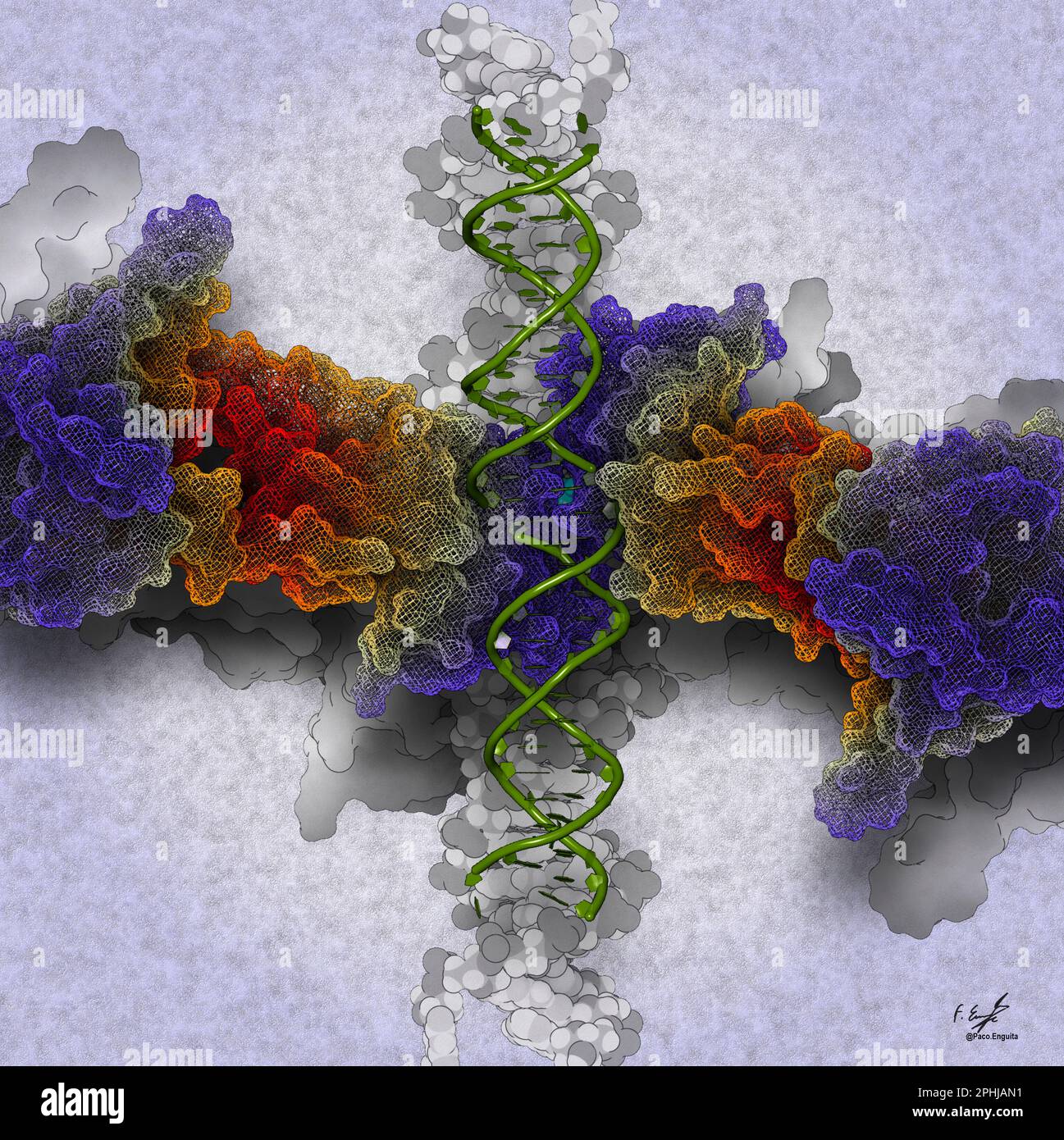 Human ARTD2 complexed with DNA, illustration Stock Photo - Alamy