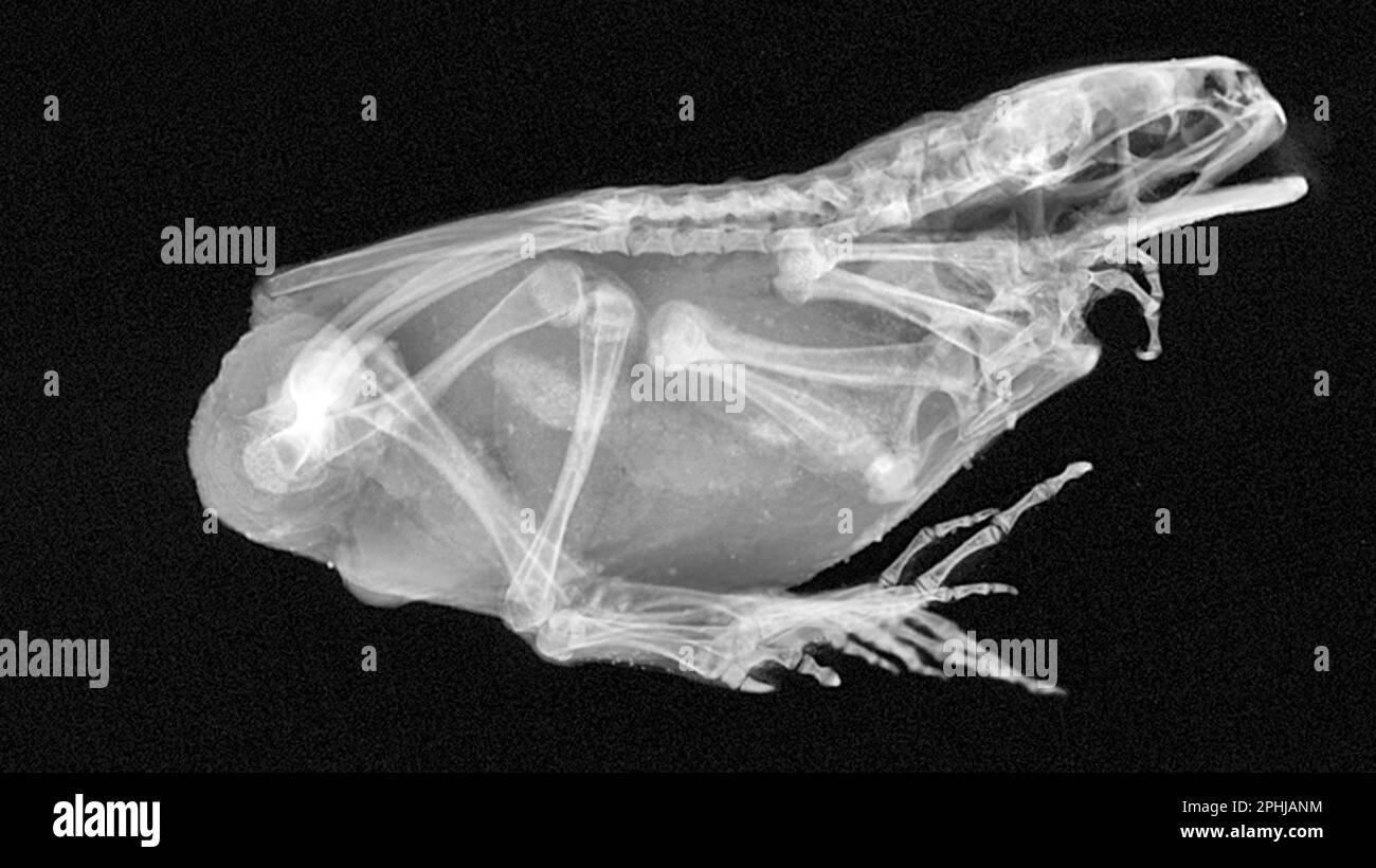 Common toad, X-ray Stock Photo - Alamy