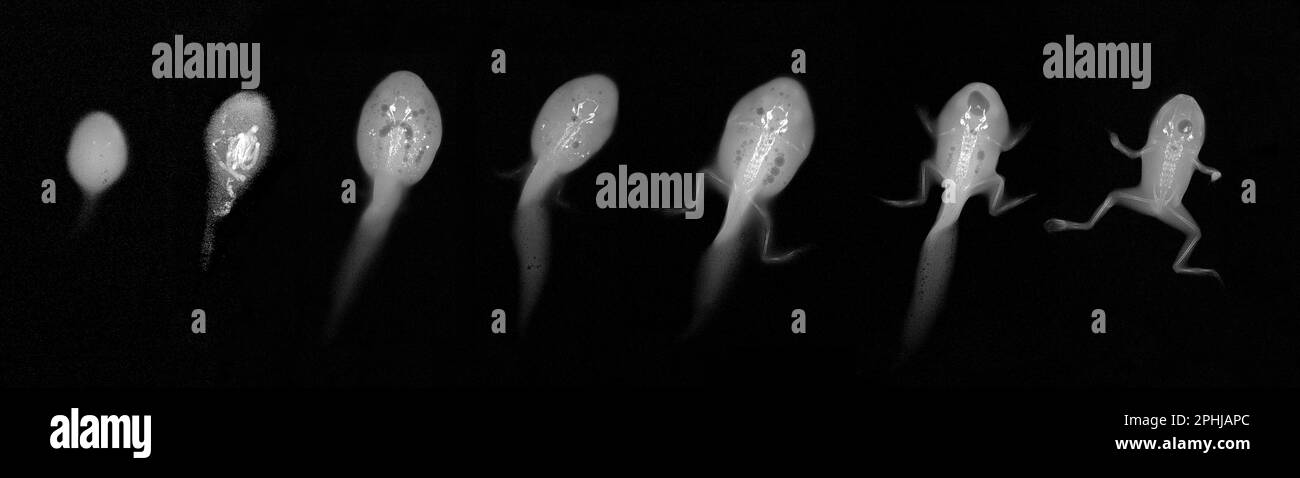 Tadpole metamorphosis, X-rays Stock Photo - Alamy